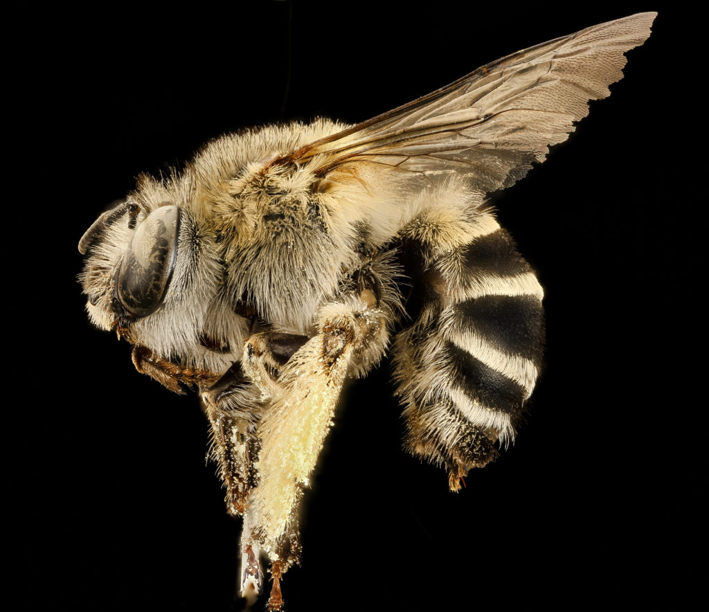Stinging Insects “PAIN LEVEL 1” – SplatVidz