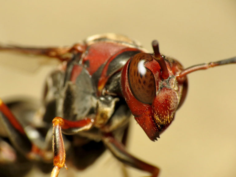 10 of the Worlds Strongest Animals and Insects – SplatVidz