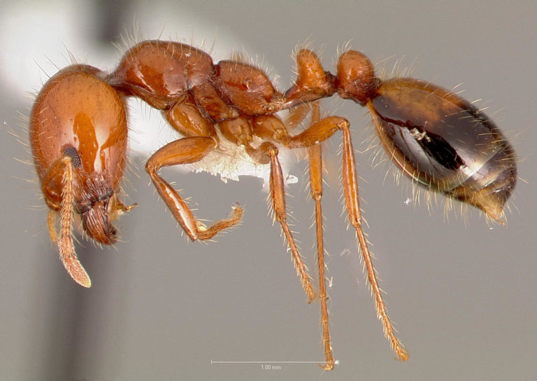 Stinging Insects “PAIN LEVEL 1” – SplatVidz